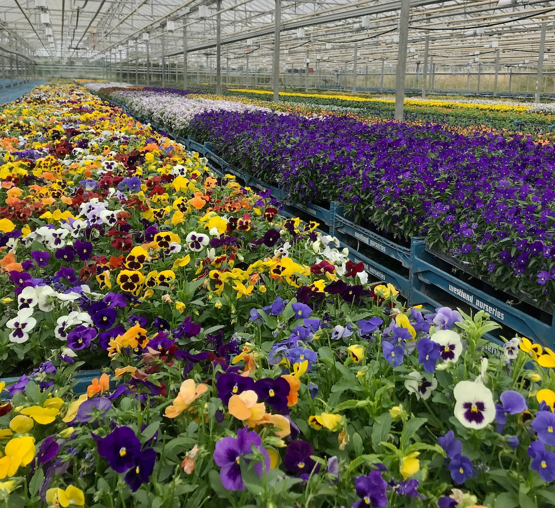 Edible Mixed Fresh Flower punnet 20g | Etsy