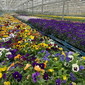 Edible Mixed Fresh Flower Punnet 20g - Etsy UK
