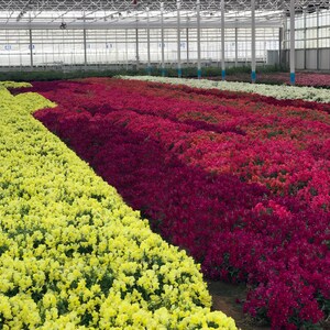 Edible Mixed Fresh Flower Punnet 20g - Etsy UK