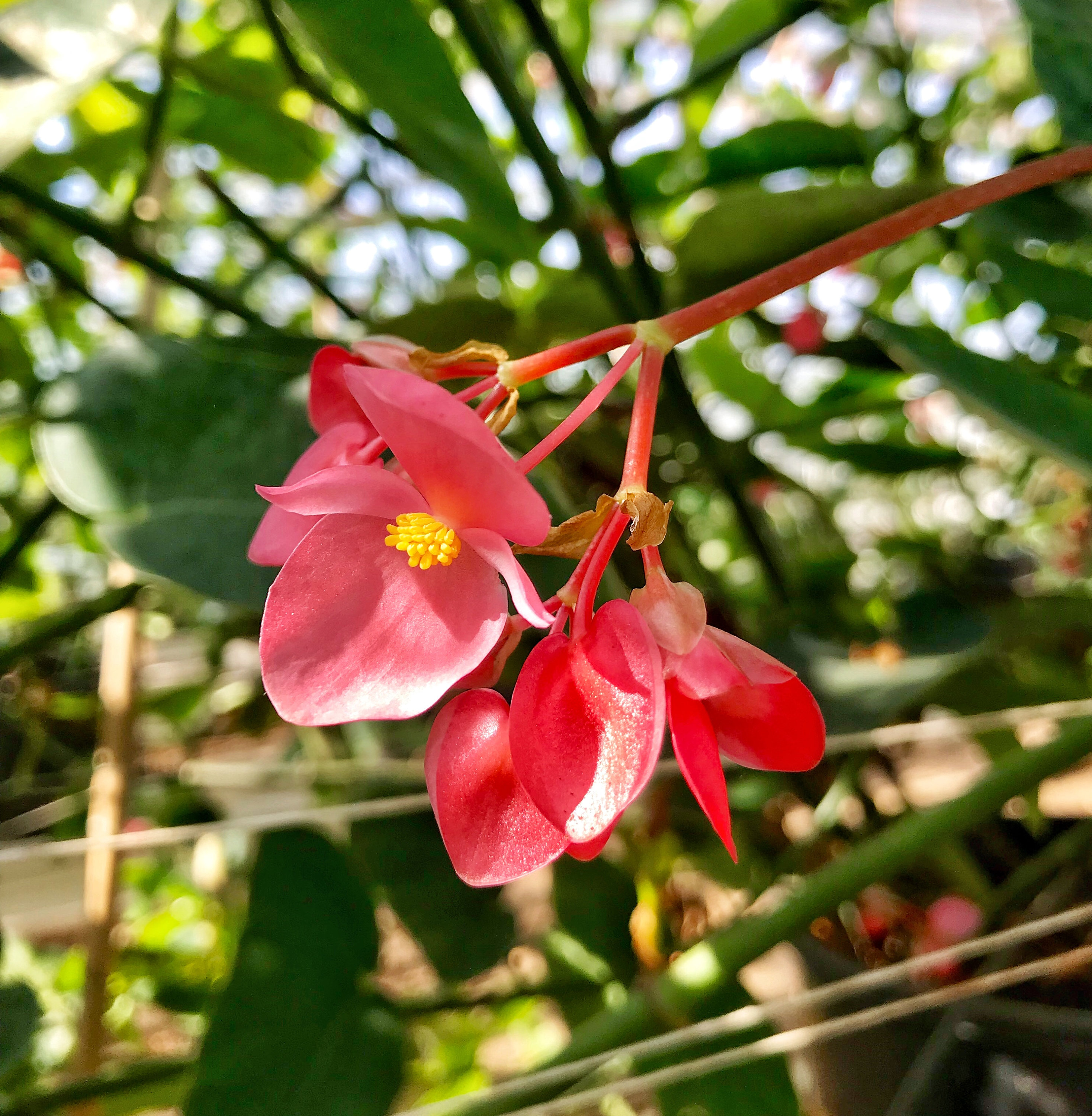 Edible Apple Blossom Begonia 15g - Etsy UK