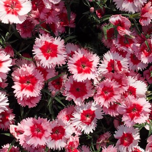 Edible Mixed Fresh Flower Punnet 20g - Etsy UK