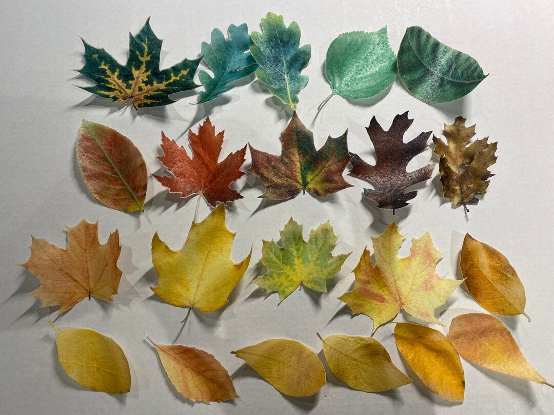 Precut Edible Autumn Leaves Wafer Toppers - Set of 12/18/24 Fall Leaves ...