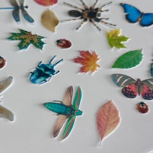 Edible Creepy Crawlies Wafer Topper - Garden Bugs, Moths, Spiders ...