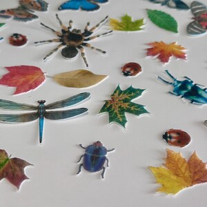 Edible Creepy Crawlies Wafer Topper - Garden Bugs, Moths, Spiders ...