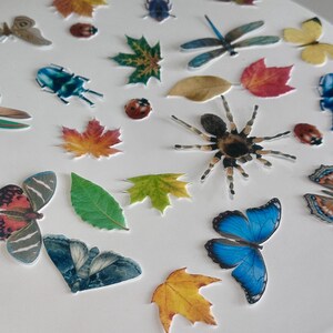 Edible Creepy Crawlies Wafer Topper - Garden Bugs, Moths, Spiders ...