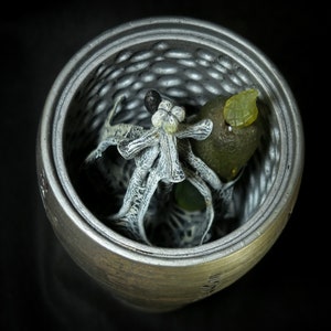 The Black Pathogen Container V2, Inspired by Our Favorite Alien Movie ...