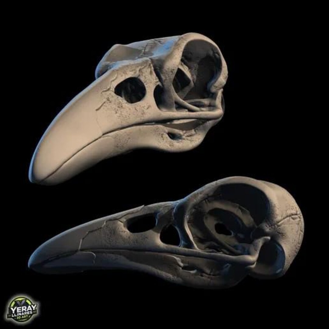 Raven Skull Replica – Collector’s Edition - Etsy