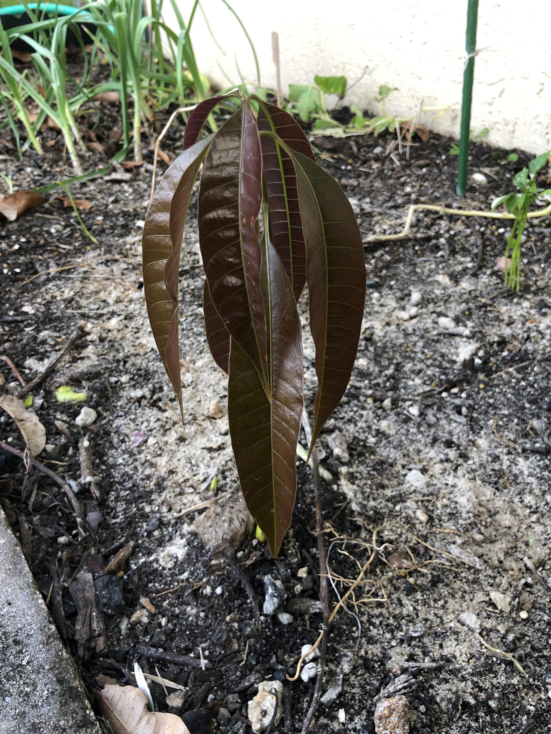 Young Mango Tree