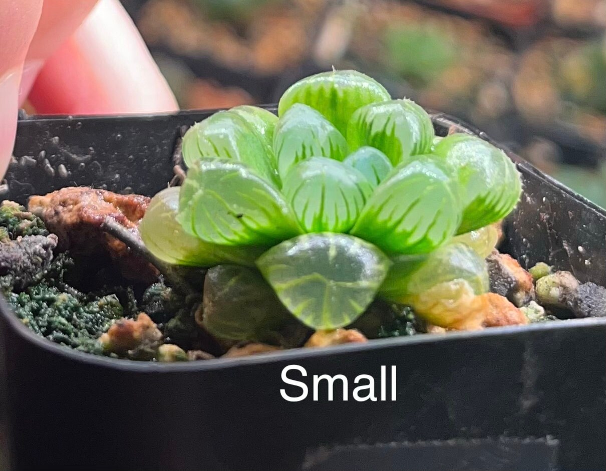 Haworthia Cooperi Fma. Pilifera (pink Color in Stress and Low Light) - Etsy
