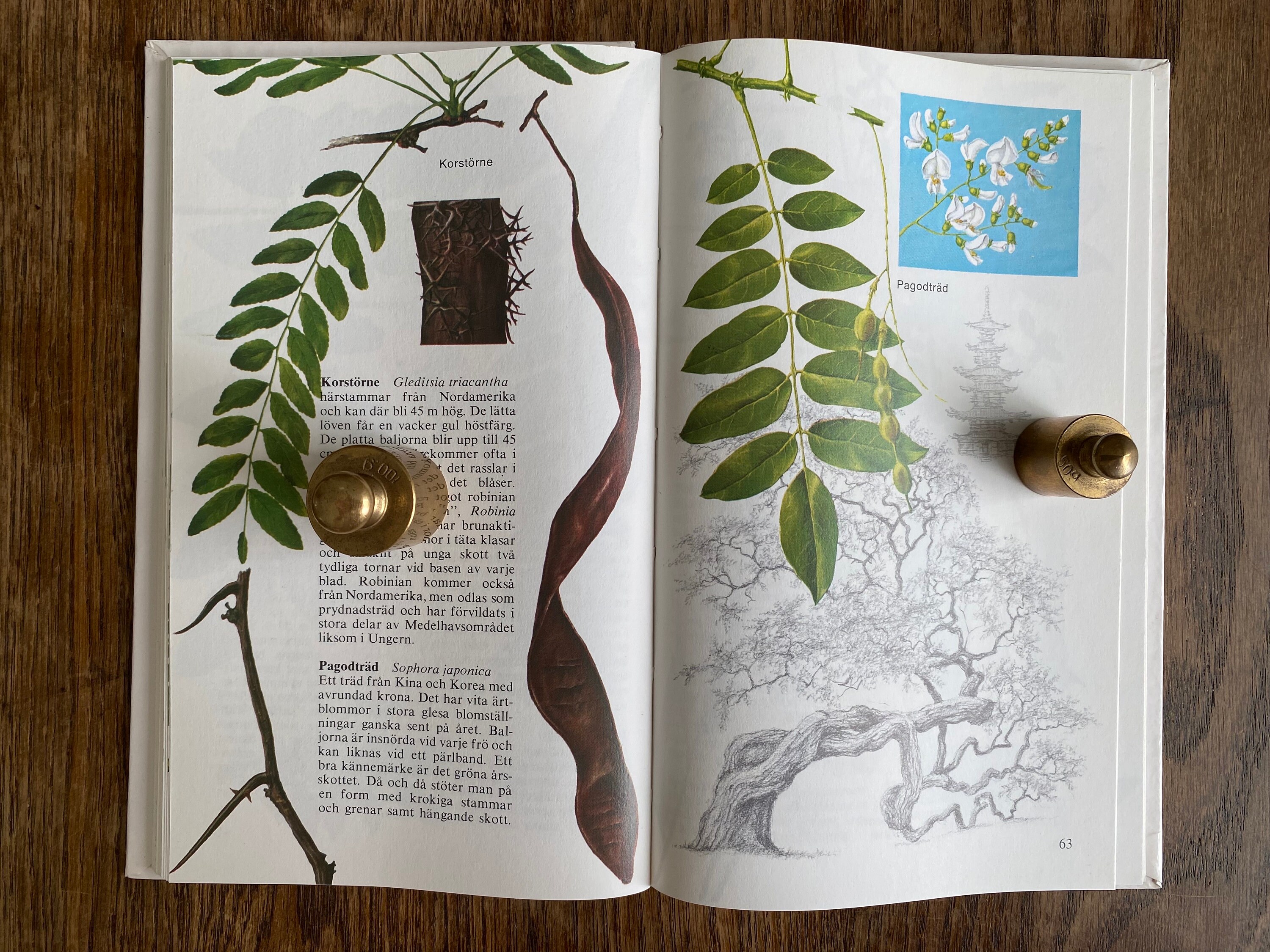 A 1977 Botanical Book in Swedish About Trees and Bushes Around the ...