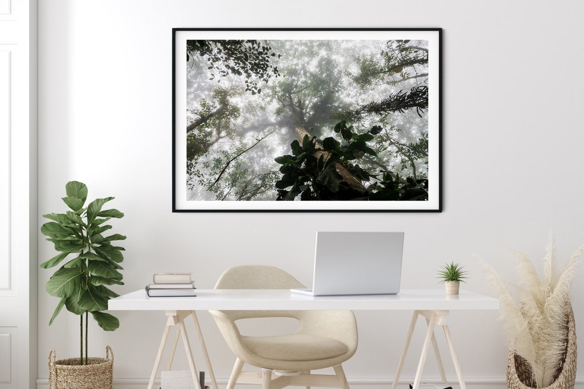 Amazon Rainforest Photography Print | Tropical Fine Art Nature Photo ...