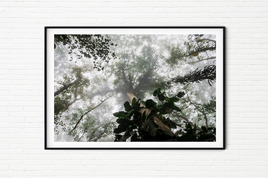 Amazon Rainforest Photography Print | Tropical Fine Art Nature Photo ...