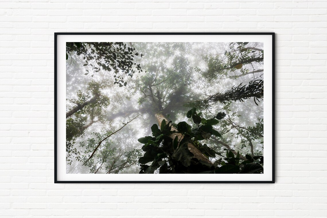 Amazon Rainforest Photography Print | Tropical Fine Art Nature Photo ...