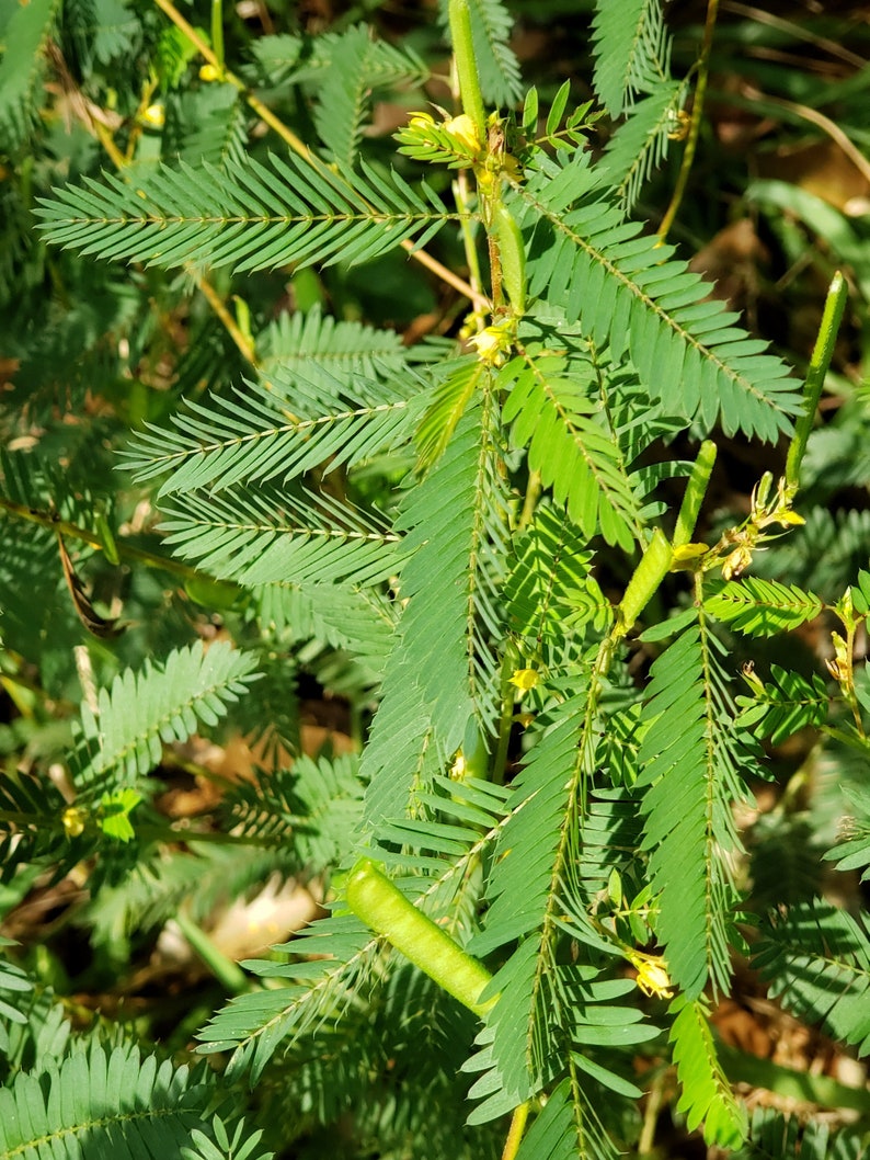 Partridge Pea Seeds - Etsy