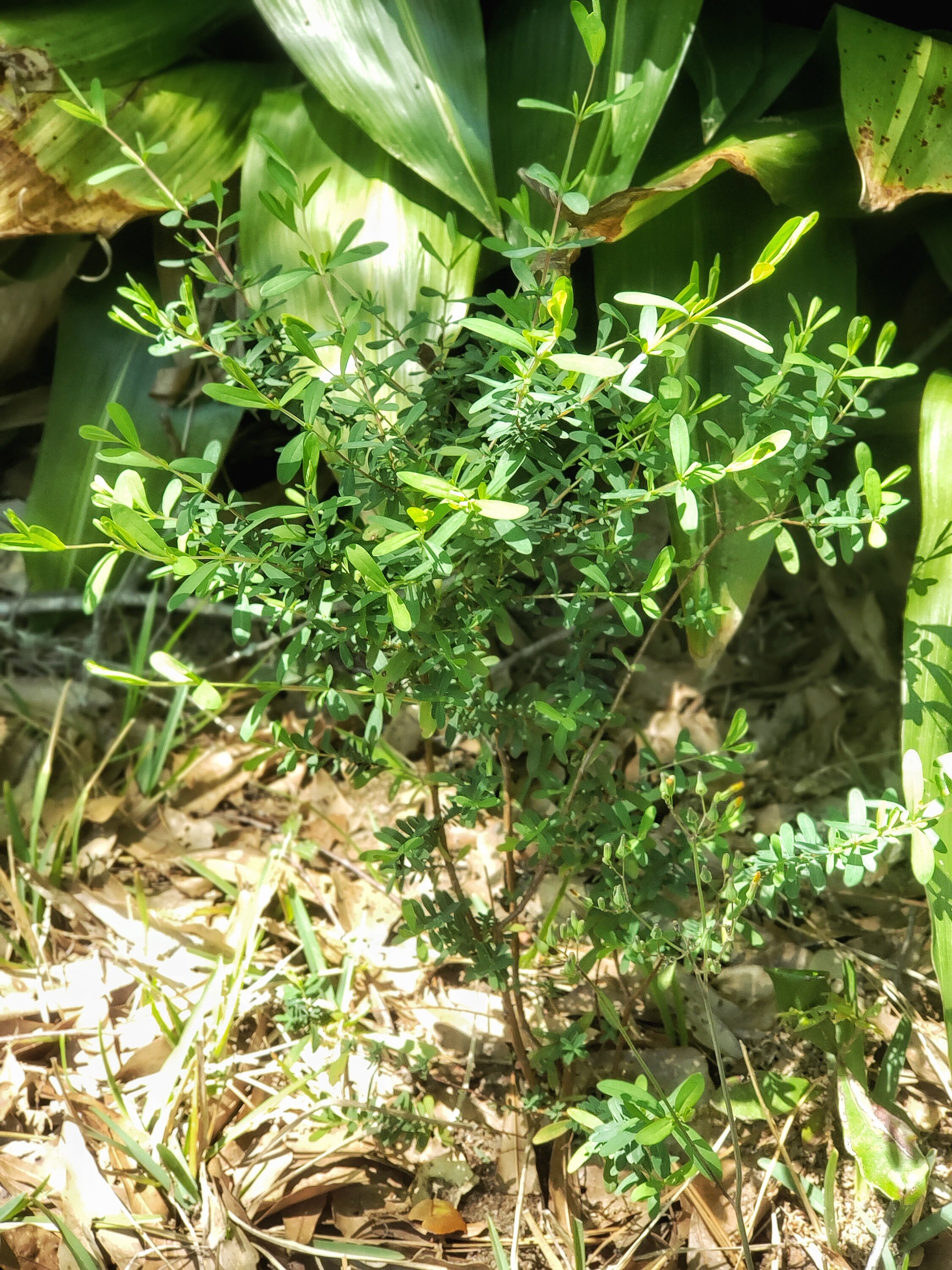 St. Andrew's Cross Seeds - Etsy
