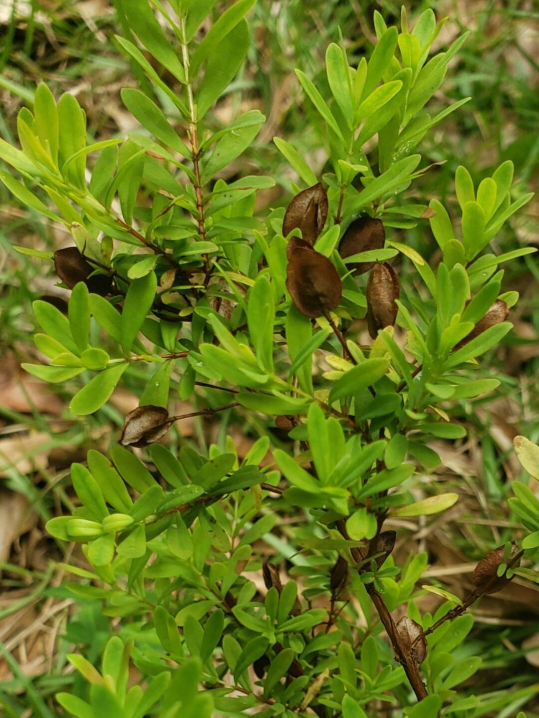 St. Andrew's Cross Seeds - Etsy