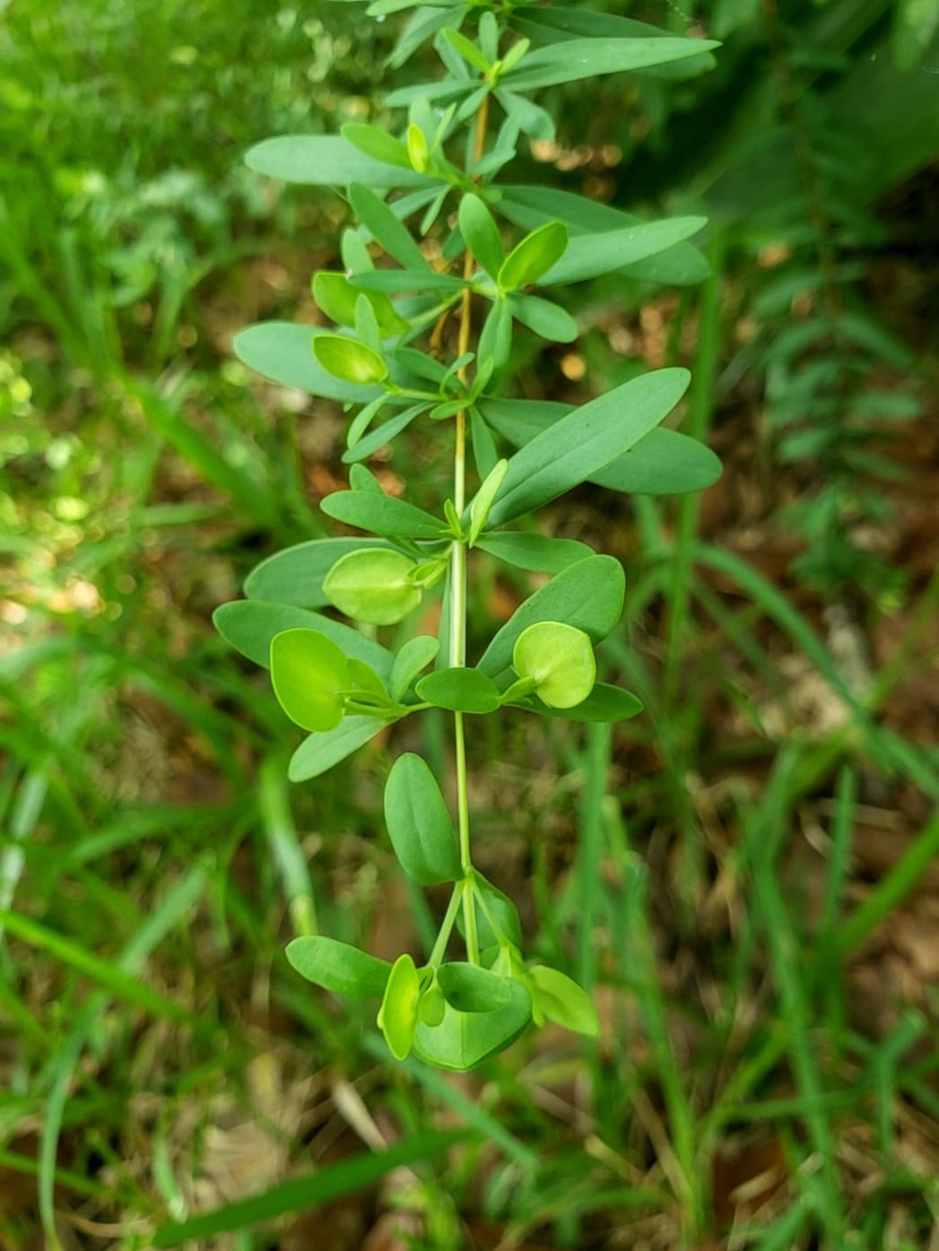 St. Andrew's Cross Seeds - Etsy