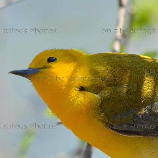 Prothonotary Warbler - Etsy