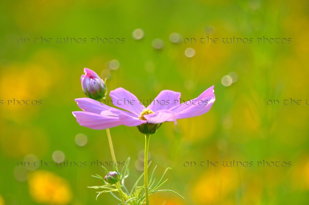 Pink Cosmos Flowering the Soft Green Wildflower Field - Etsy
