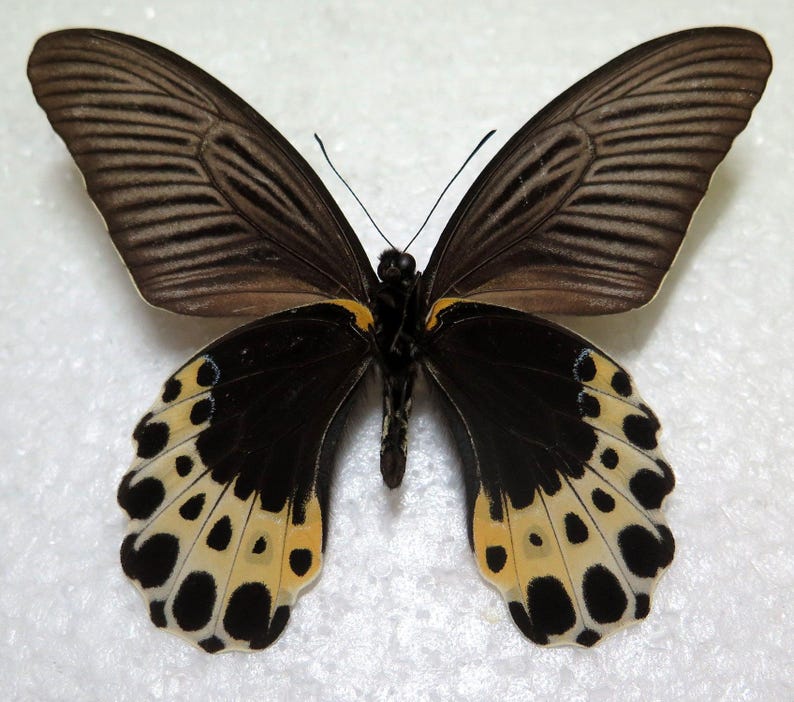 Papilio lampsacus Männchen aus Java, Indonesien. Super Rarität ...