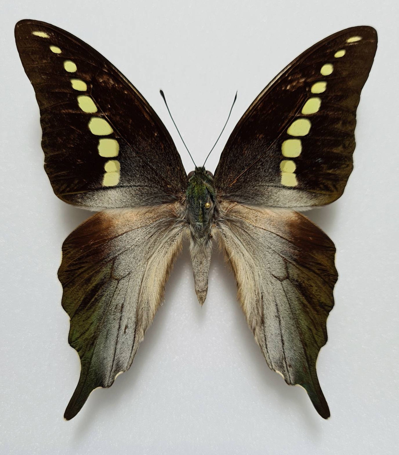 Graphium codrus Echter Schmetterling Insekt | Etsy