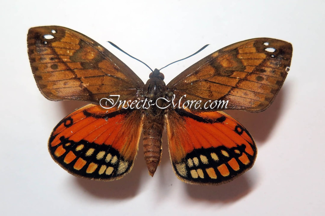 Castnia Flavomaculata Male MEXICO - Etsy