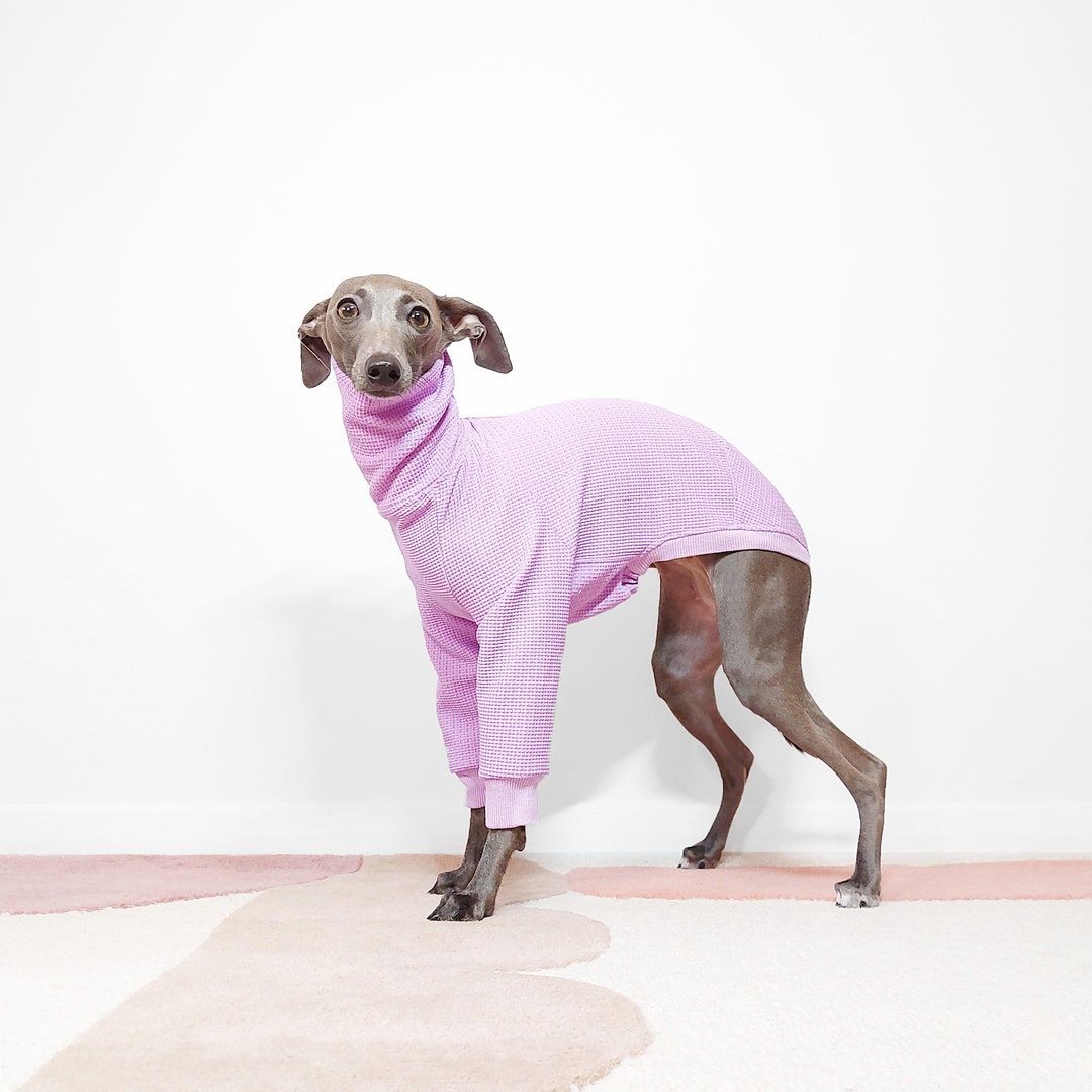 Whippet Dog Jumper - TARO - Made to Measure Dog Clothing by LÈ PUP ...