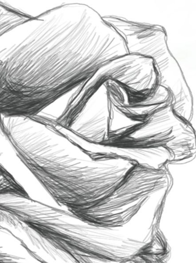 Rose Drawing, Digital Sketch, Digital Artwork, Download Artwork ...