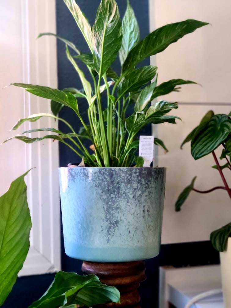 8 Inch Planter - Speckled Pot - Turquoise Pot - Dark Blue Pot - House ...