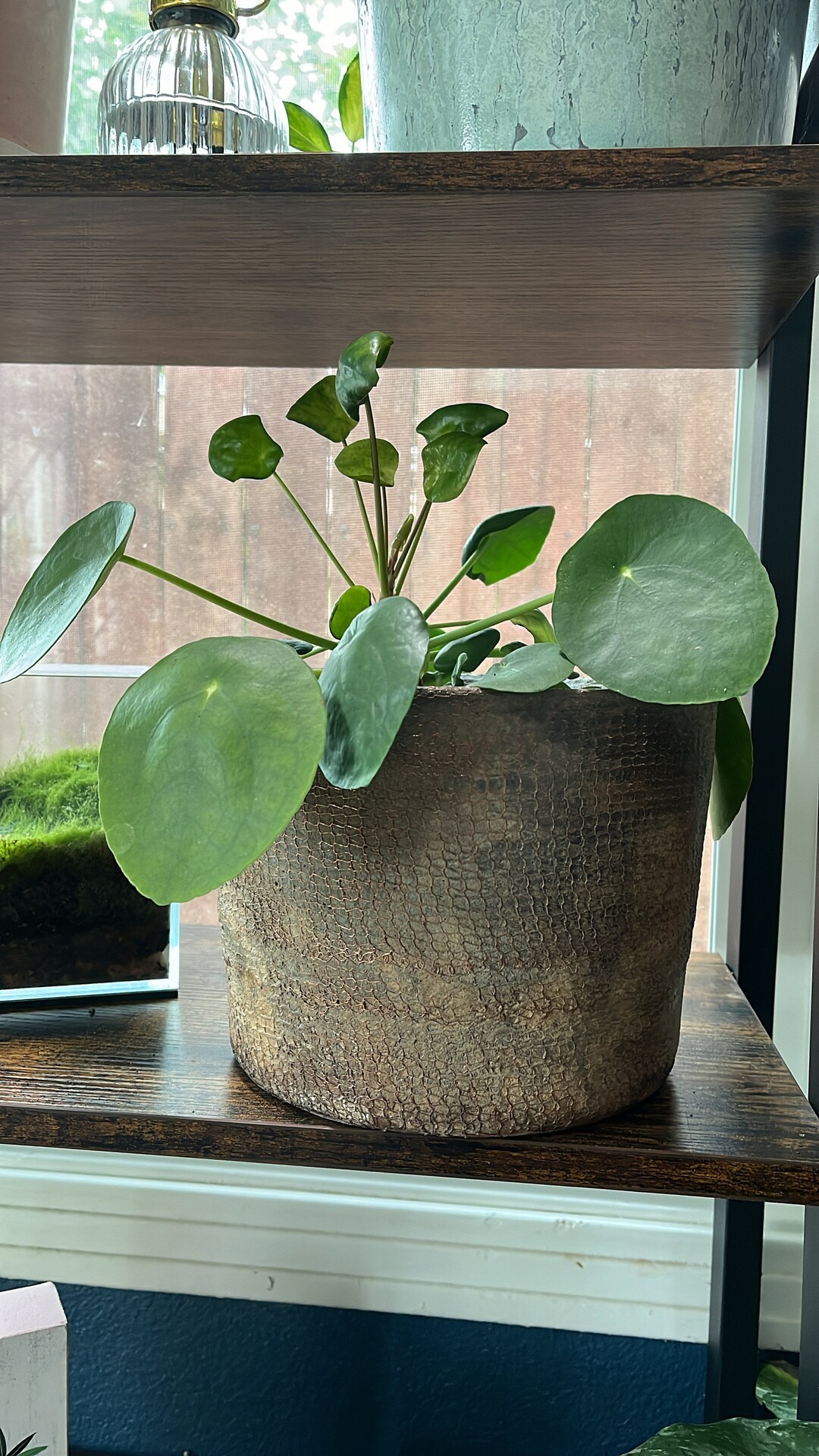 8 Inch Planter Indoor Planter Modern Planter Planter Pot Rustic Planter ...