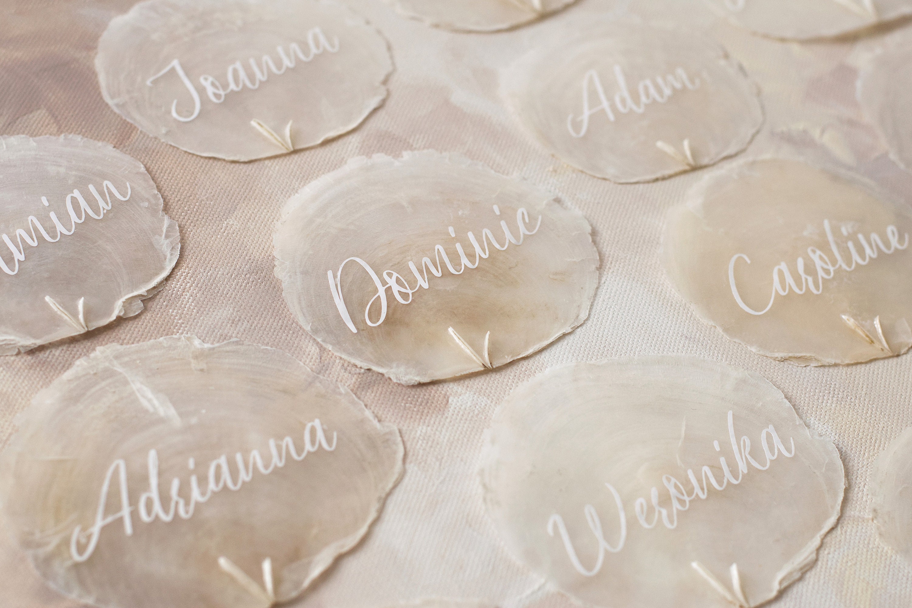 Names Of Seashells