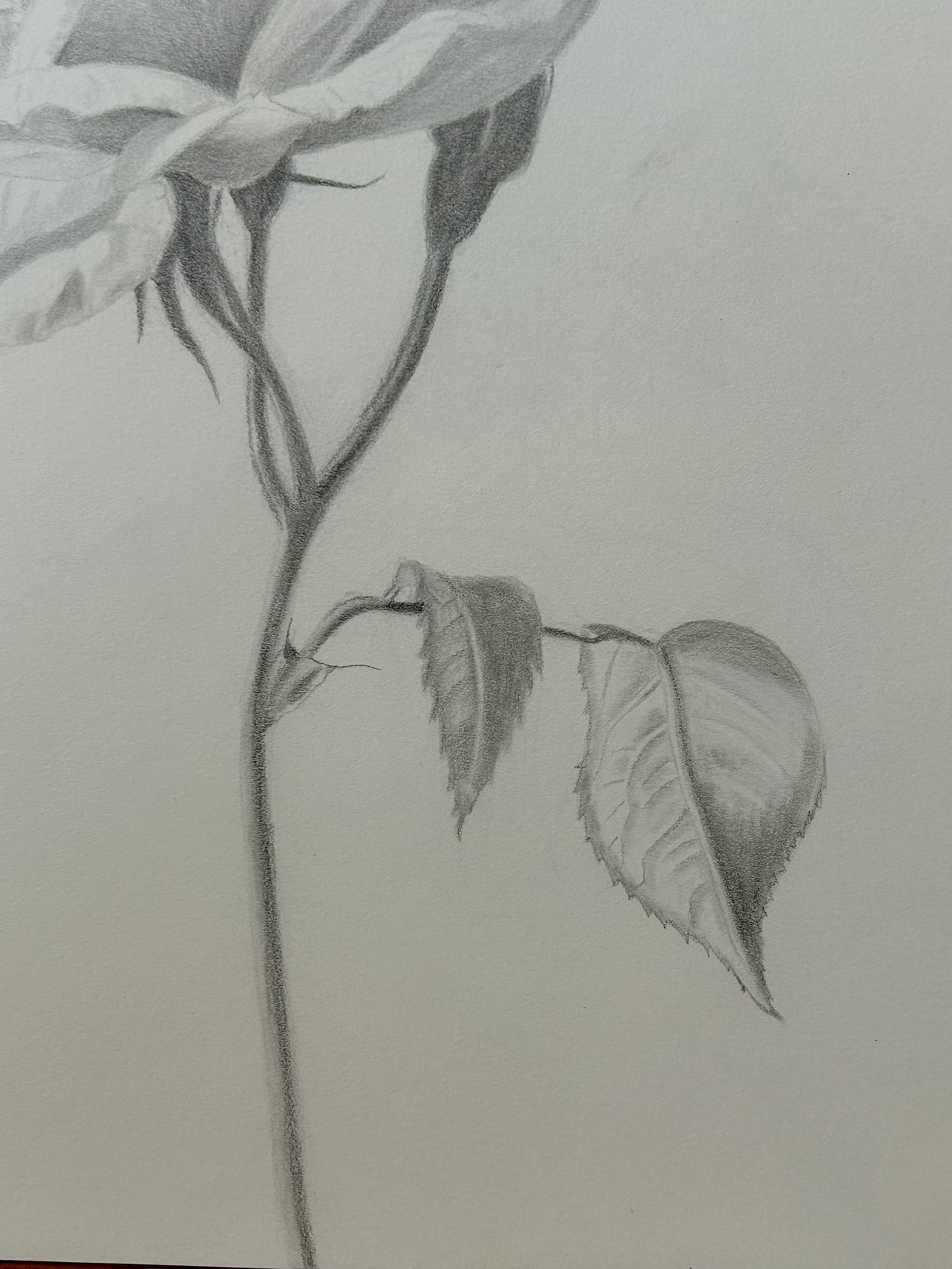 Rose Graphite Drawing Original Art Flowers Art - Etsy