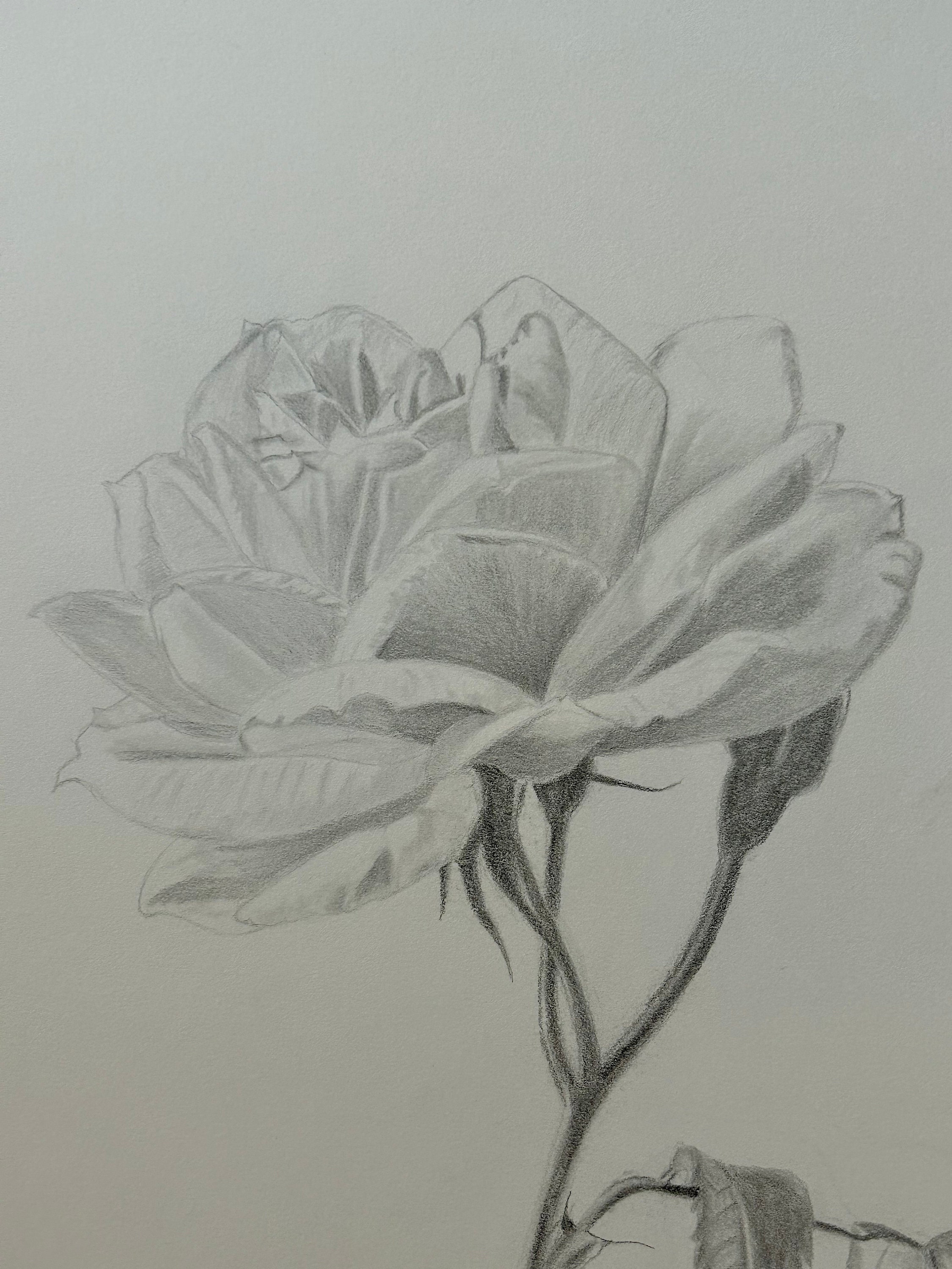 Rose Graphite Drawing Original Art Flowers Art - Etsy