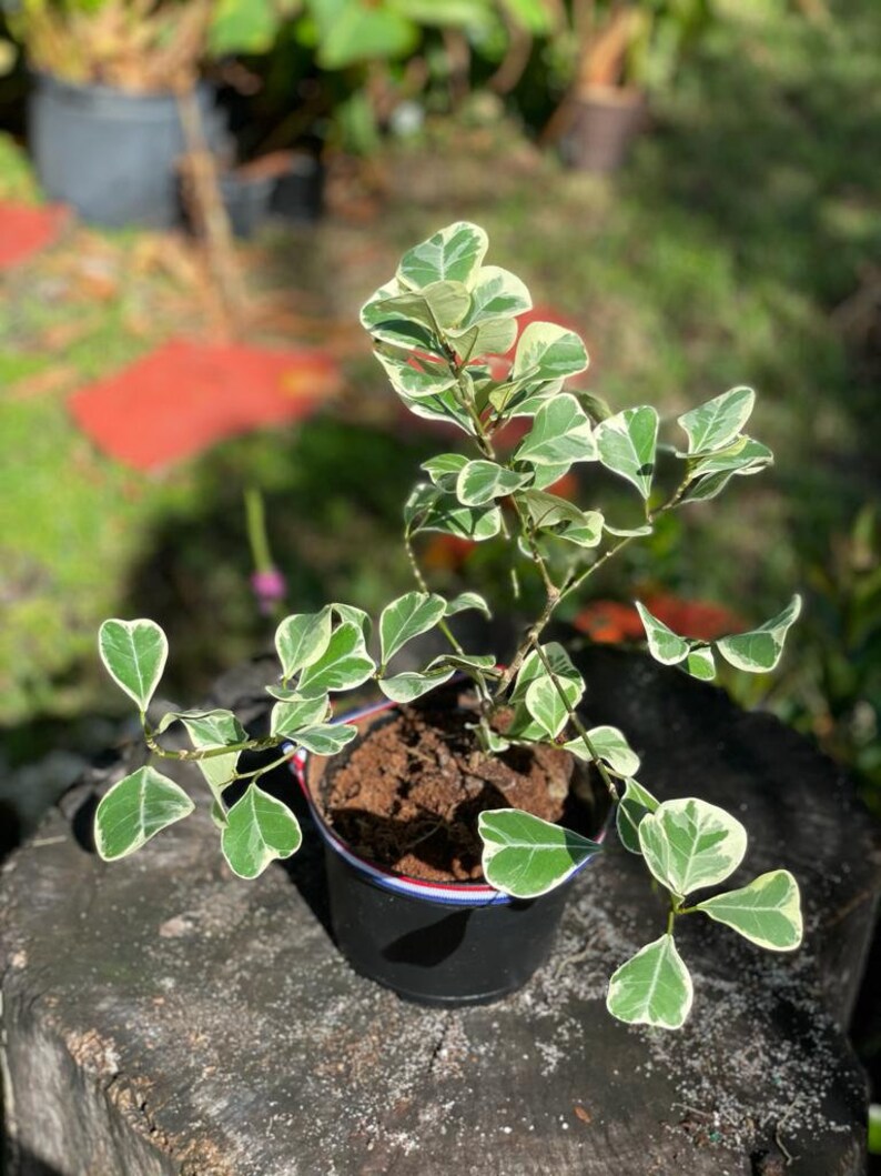Variegated Ficus Triangularis Mini Bush actual Photo | Etsy