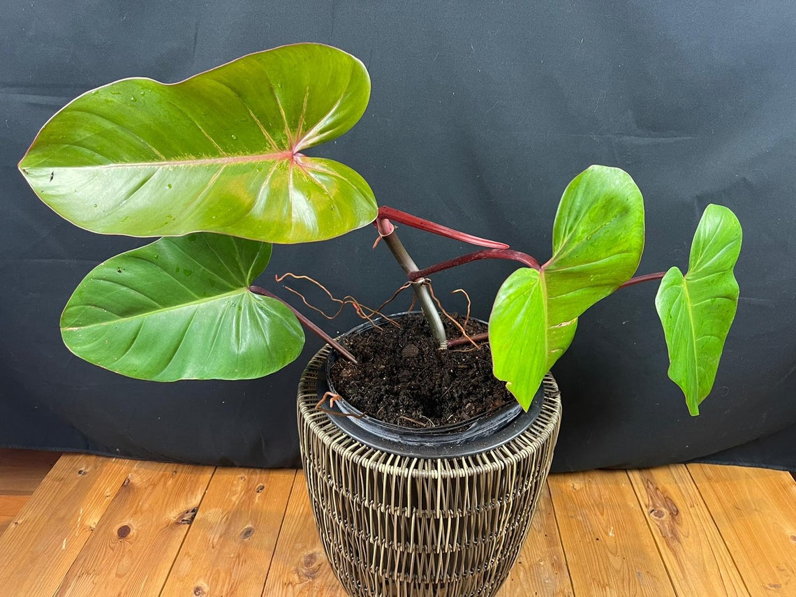 Philodendron Climbing Erubescens actual Photo - Etsy