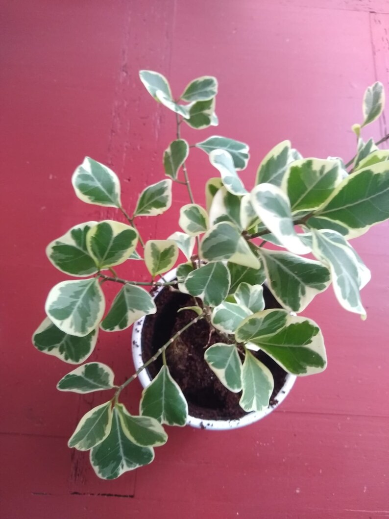 Variegated Ficus Triangularis Mini Bush actual Photo | Etsy