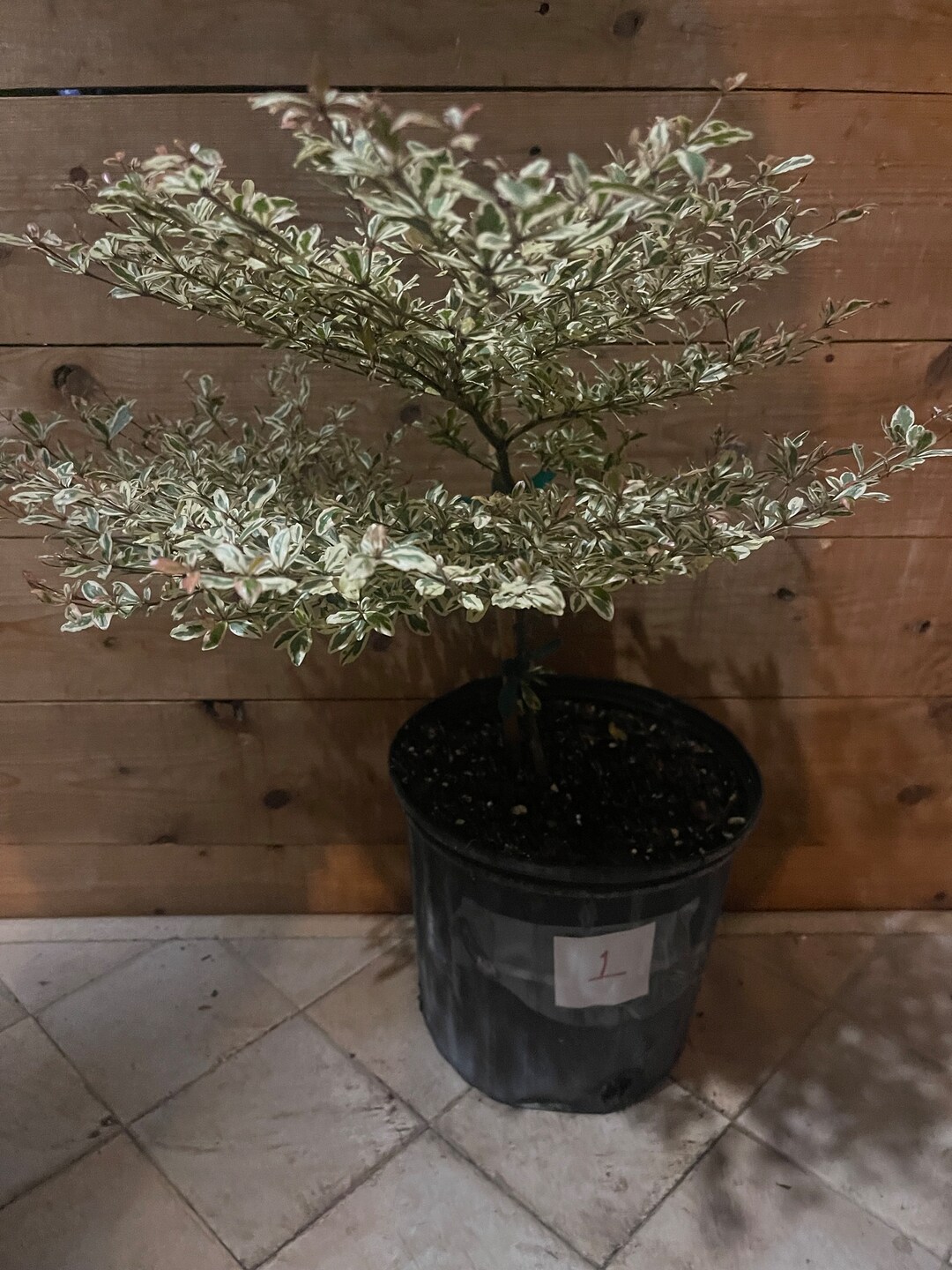 Variegated Terminalia Tree Small Actual Photo - Etsy