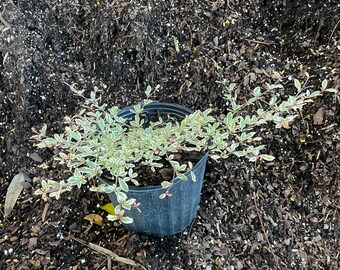 Variegated Terminalia Tree Small Actual Photo - Etsy