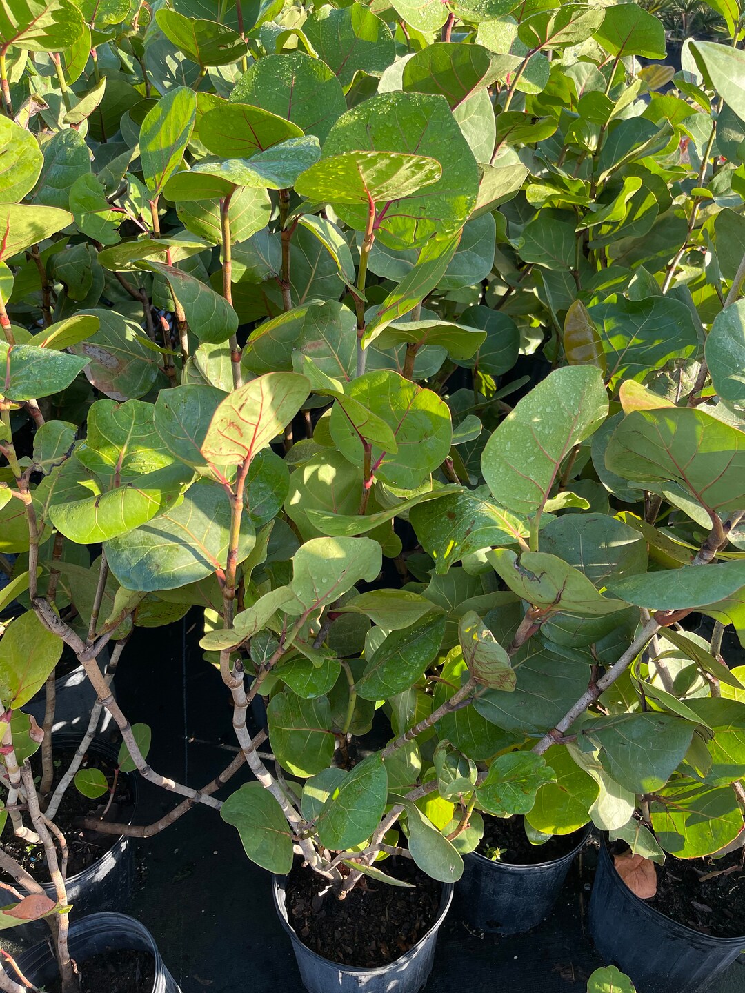 Seagrape - 3 Gallon Potted Plant - Etsy