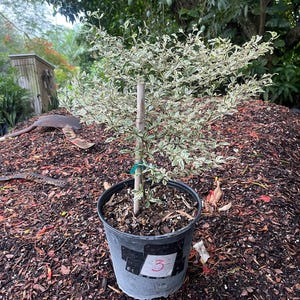 Variegated Terminalia Tree Small Actual Photo - Etsy