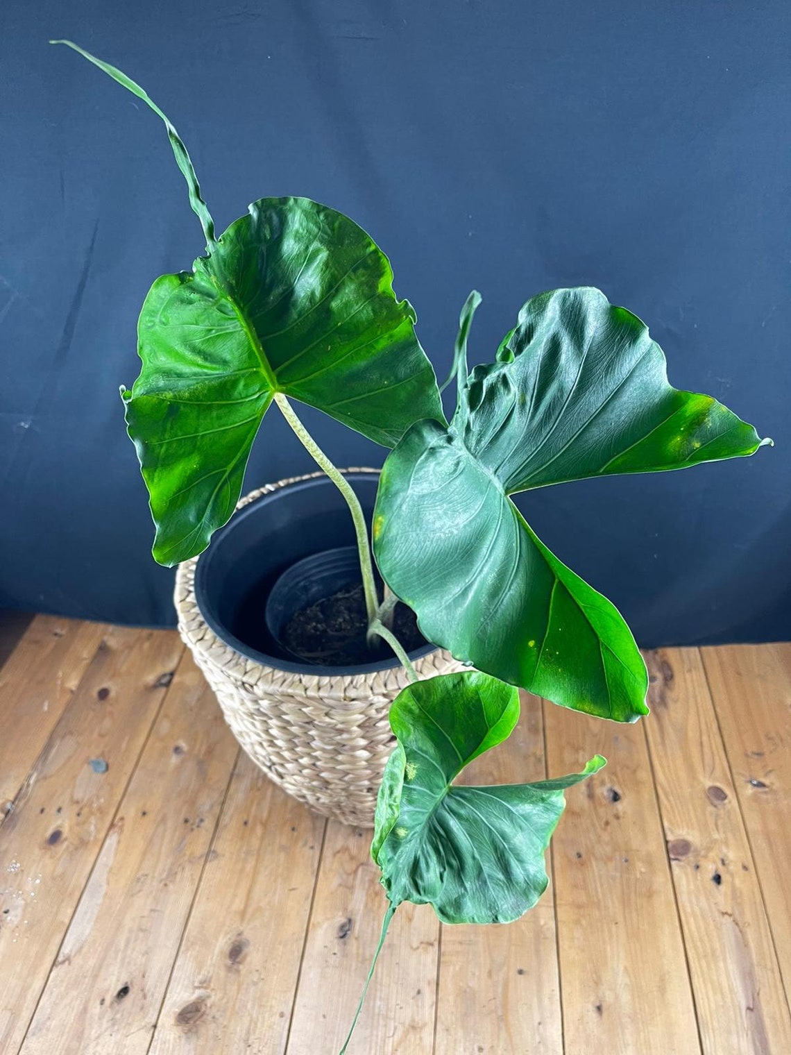 Alocasia Stingray ACTUAL PHOTO - Etsy