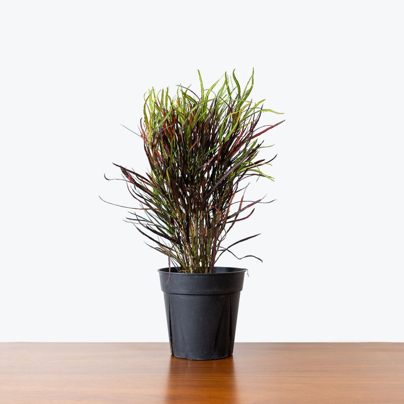 Picasso Croton (most Exotic Croton) - Etsy