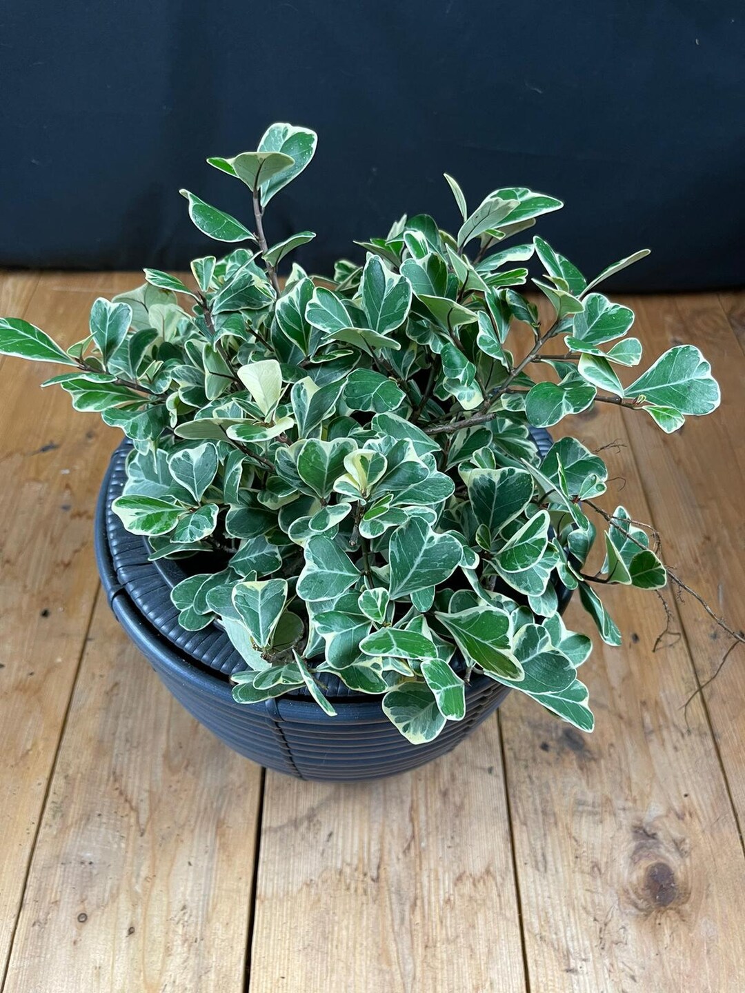 Variegated Ficus Triangularis Mini Bush (actual Photo) - Etsy