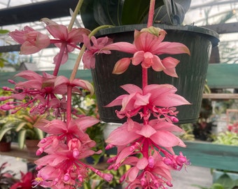 Royal Intenz Magnifica Medinilla Plantlive Well Rooted Starter Plant ...