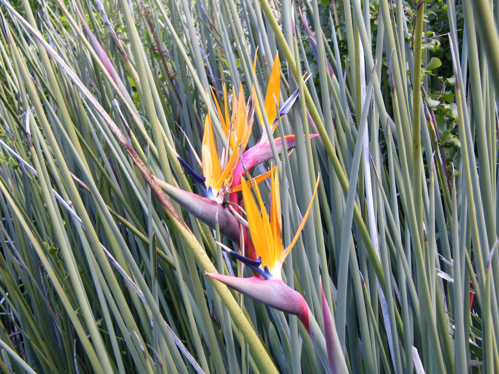 RARE Bird of Paradise strelitzia Juncea - Etsy