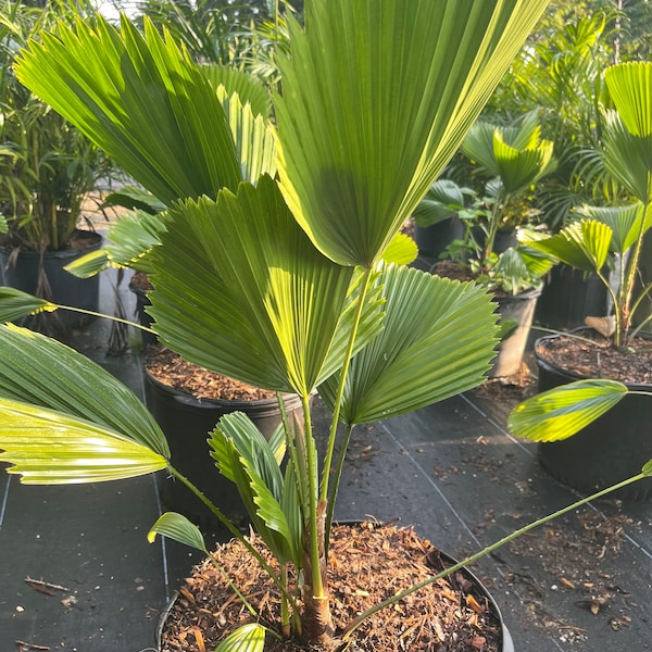 Licuala Grandis - Etsy