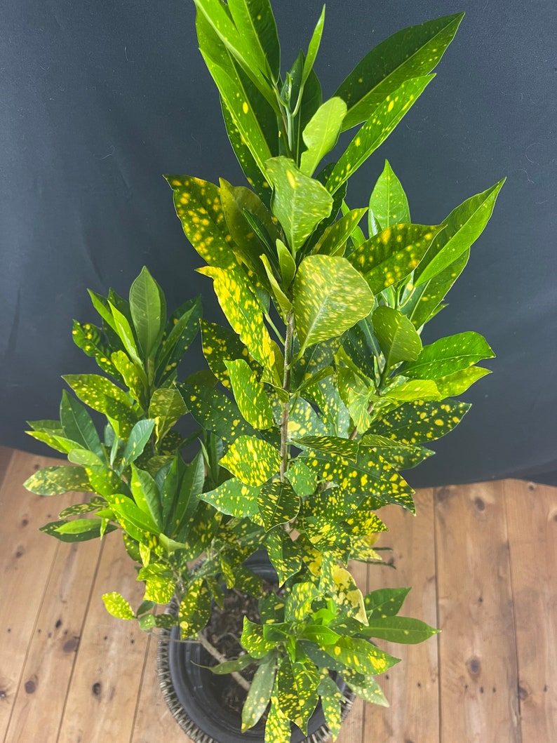 Big Croton Gold Dust ACTUAL PHOTO | Etsy