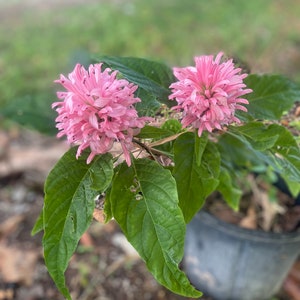 Brazilian Plume Justicia Carnea Plant - Etsy