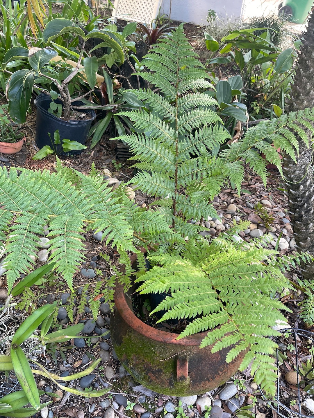 LARGE Australian Tree Fern - 3 Gallon Pot - Etsy