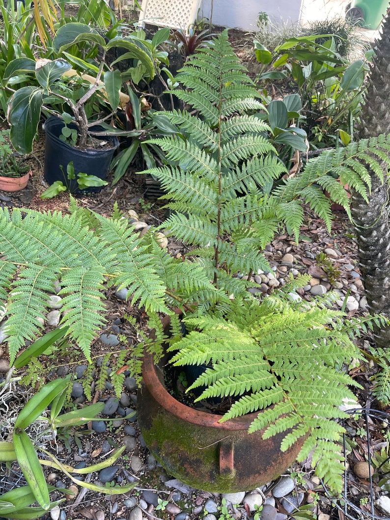 LARGE Australian Tree Fern 3 Gallon Pot - Etsy